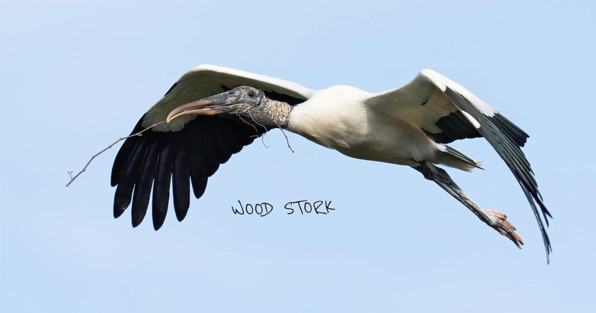 Best Birding in Florida : Spotting Feathered Friends on a Grape Hammock ...