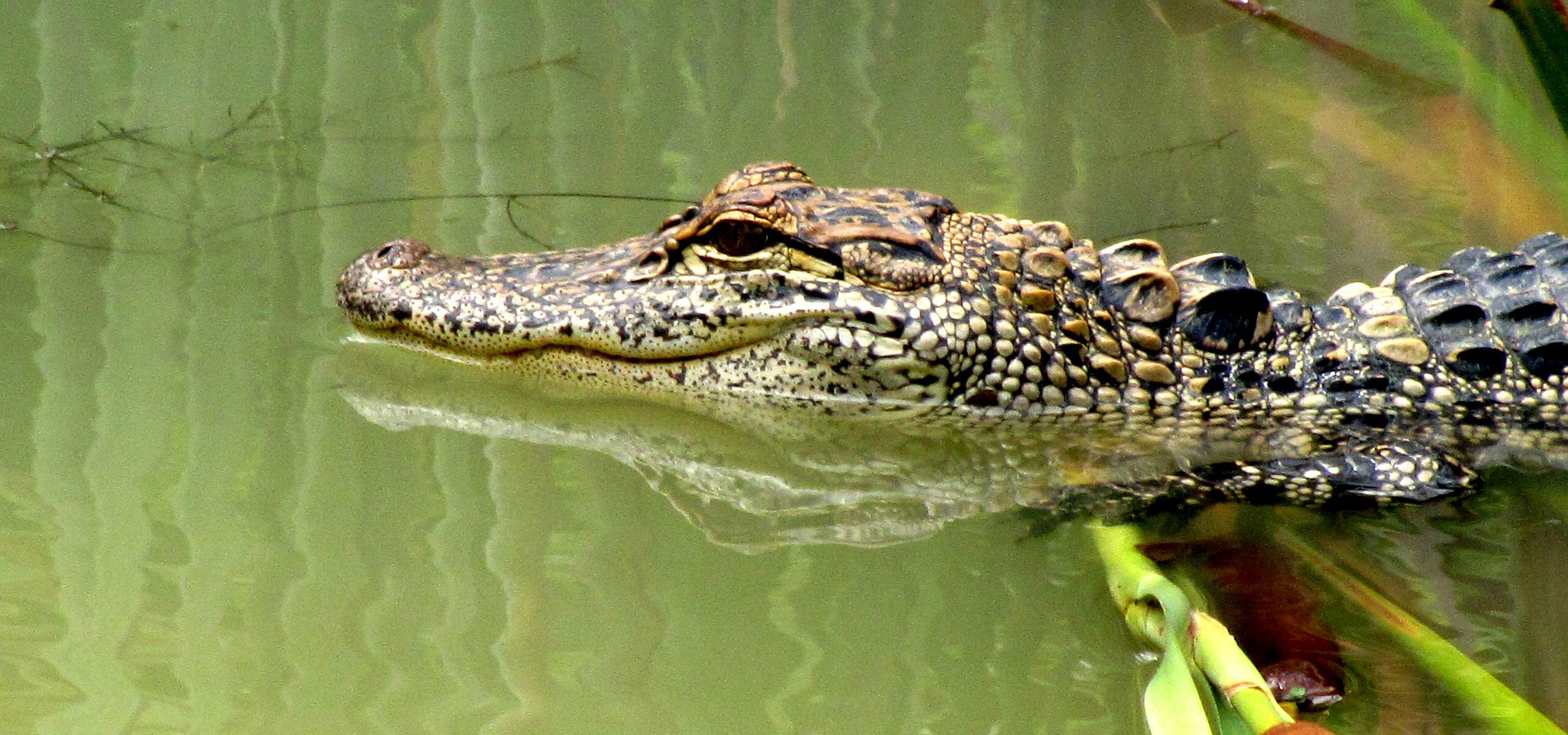 How Long Can Alligators Hold Their Breath? - Grape Hammock Airboats and ...